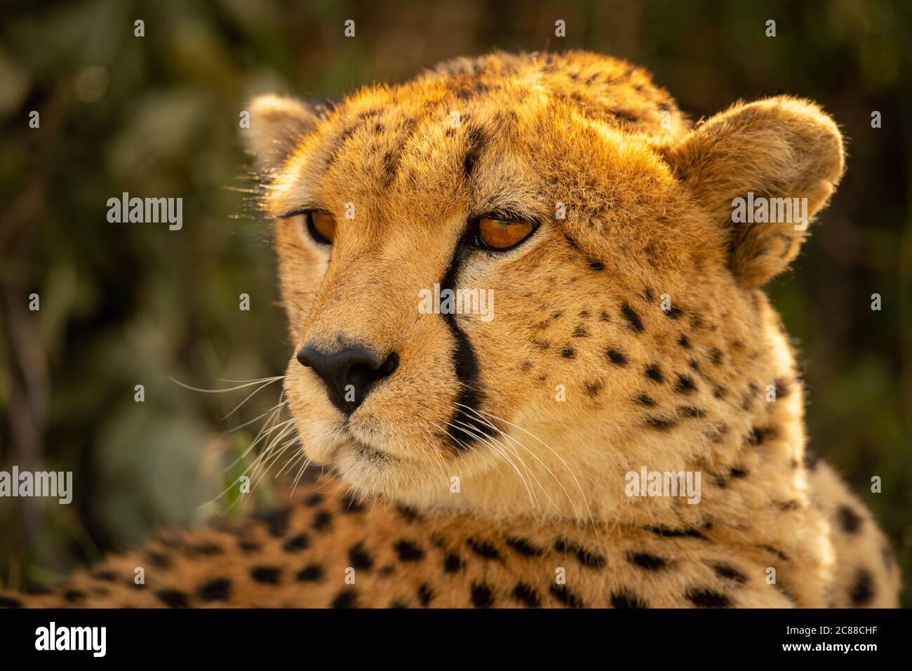 Cottars 1920s safari camp hi-res stock photography and images - Alamy
