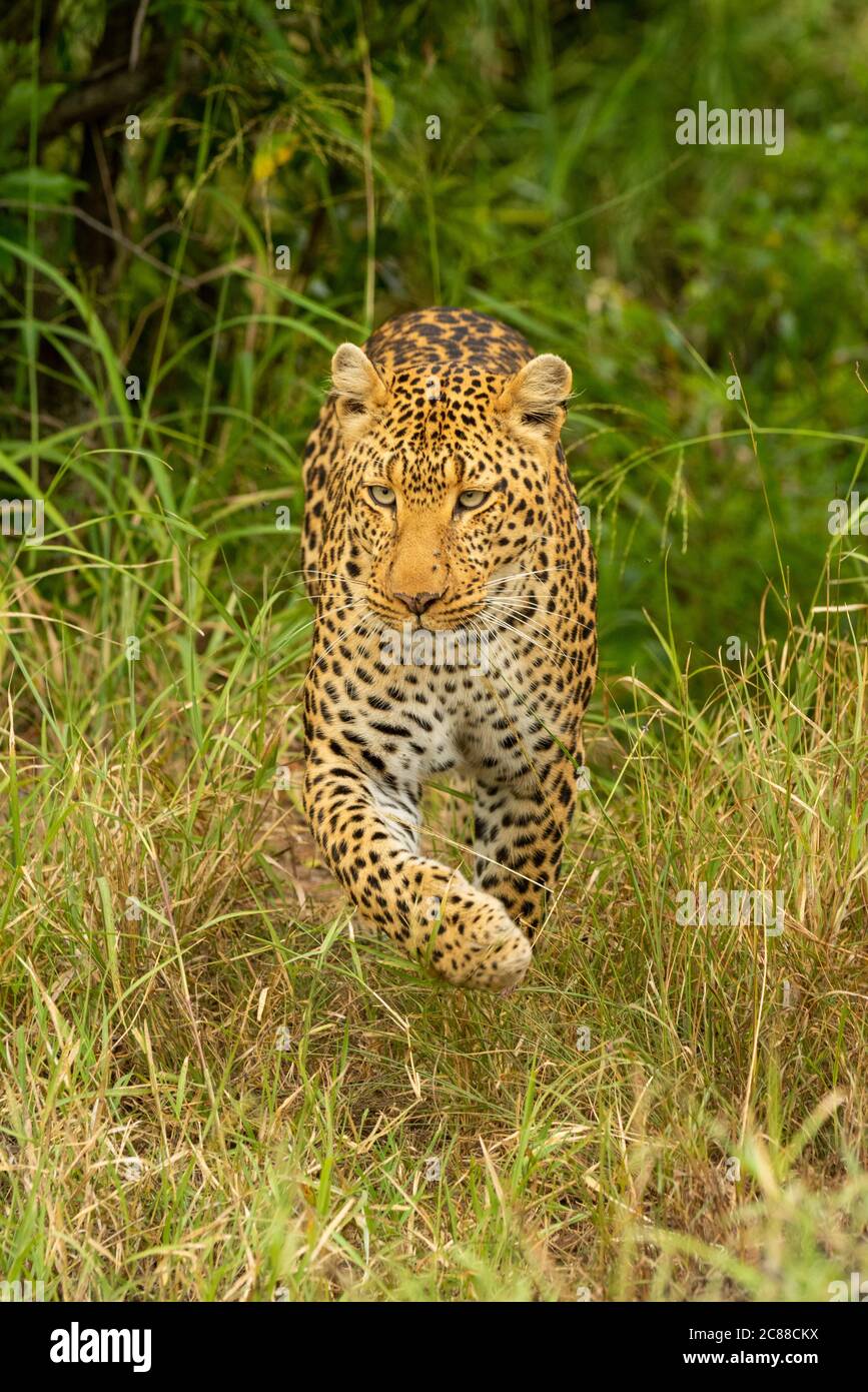 Leopard walks through tall grass lifting paw Stock Photo - Alamy