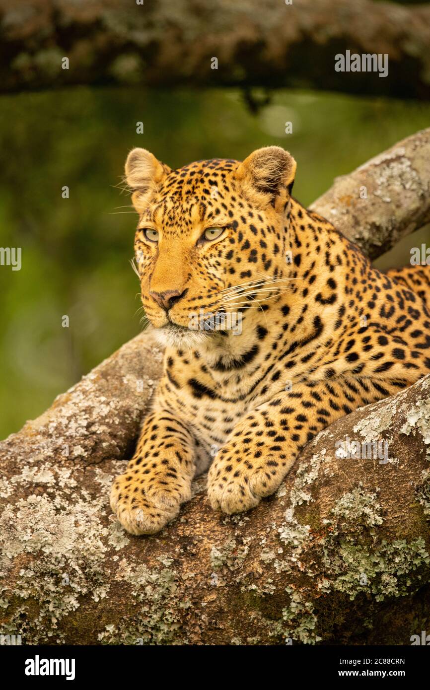 Leopard paws close up hi-res stock photography and images - Alamy