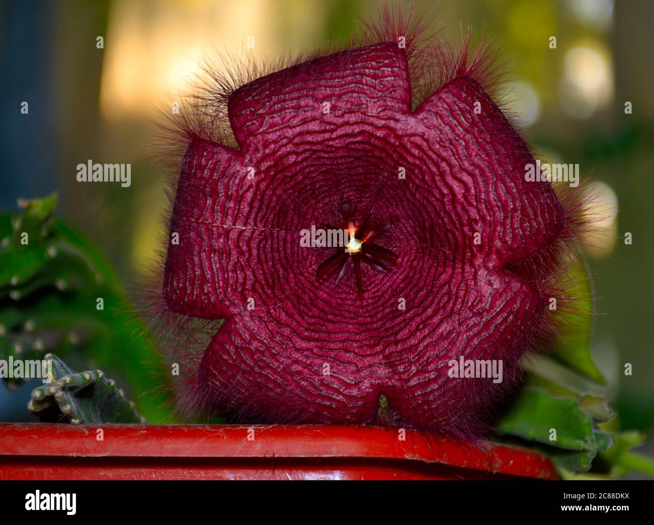 Stapelia gettleffii flower hi-res stock photography and images - Alamy