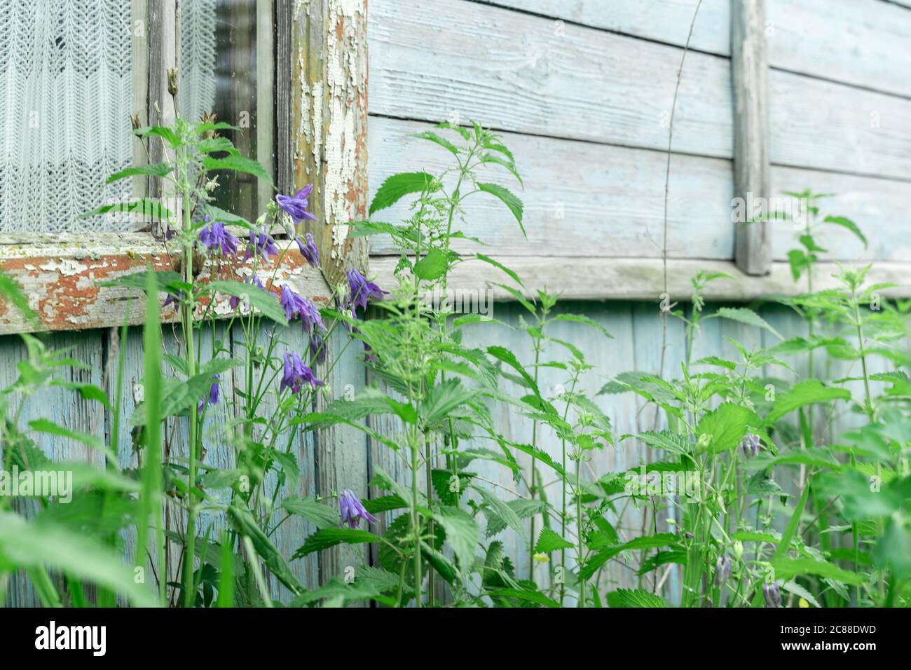 tall nettles and flowers bells grow near a wooden village house Stock ...