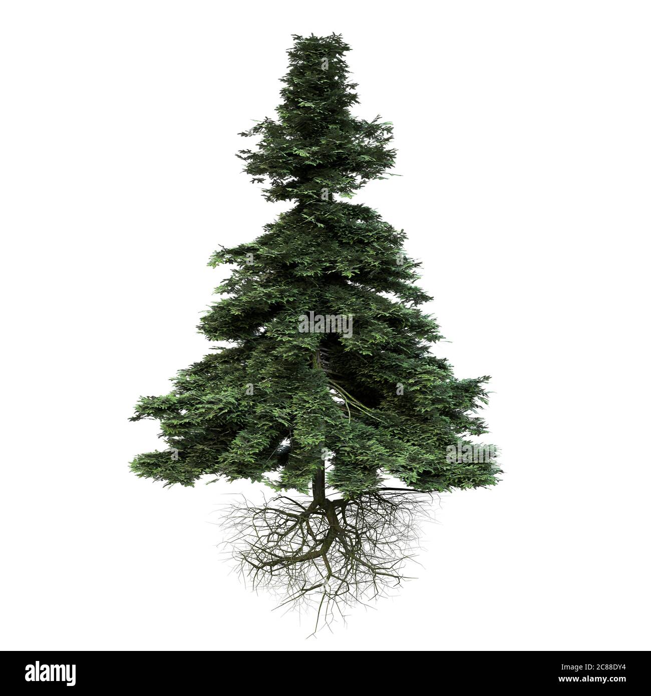 spruce tree with roots hovering isolated on white background Stock ...