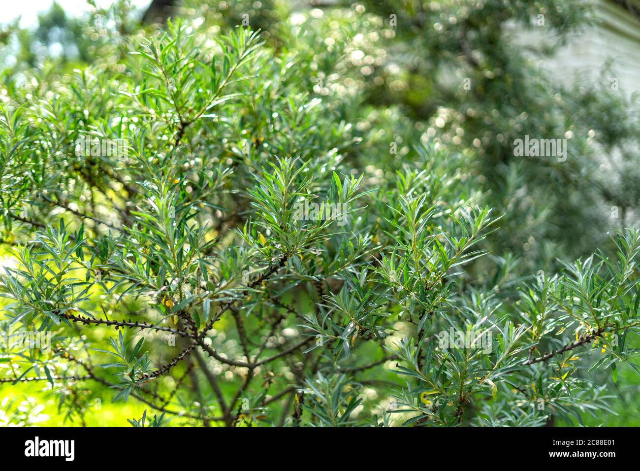 sea buckthorn tree close up in spring. green spaces Stock Photo - Alamy