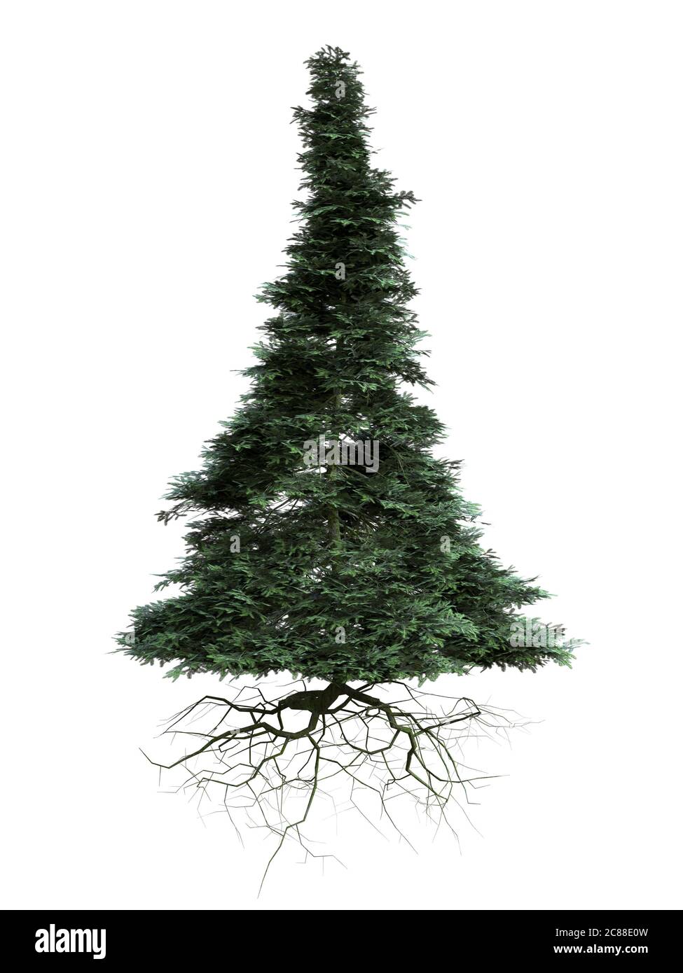 beautiful conifer tree with roots hovering isolated on white background ...
