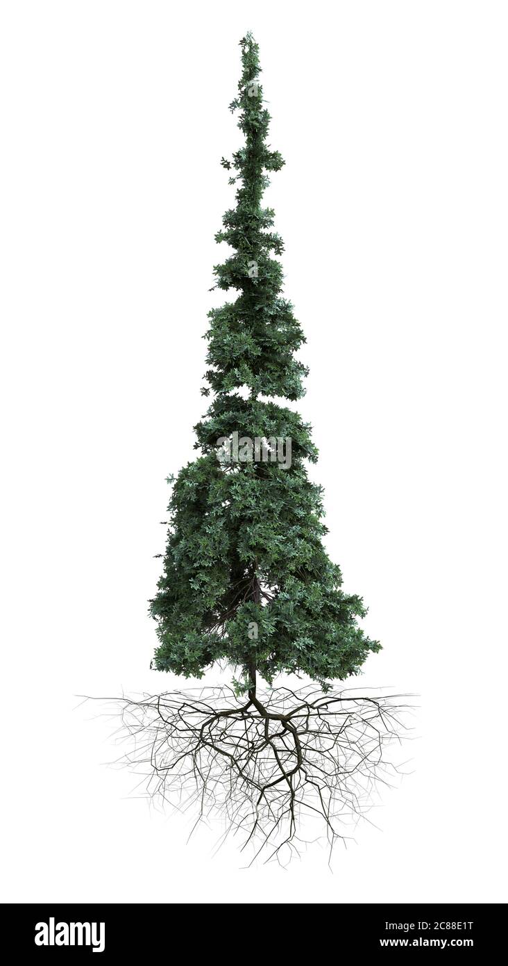 tall spruce tree with roots isolated on white background Stock Photo ...