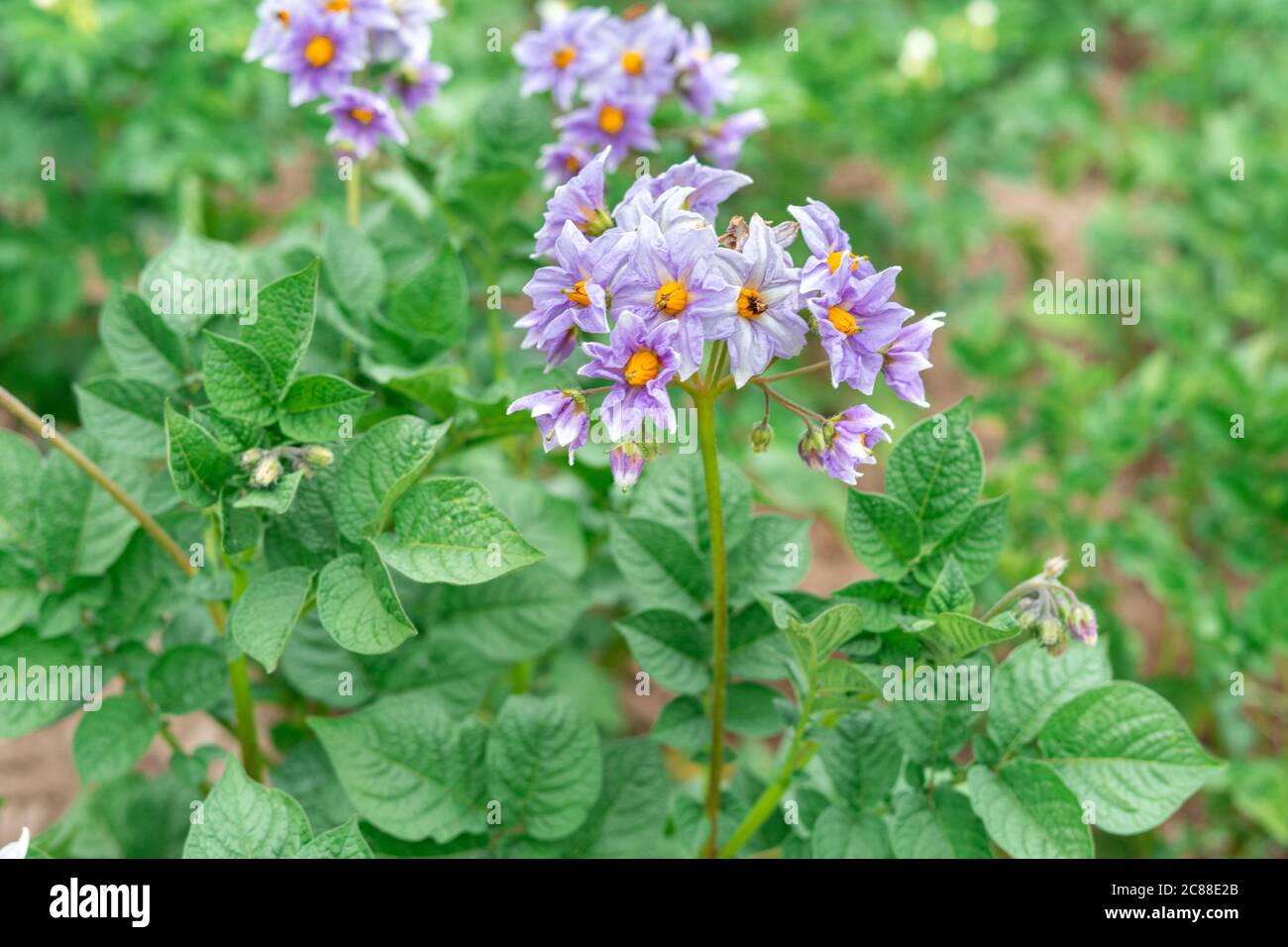 purple potato flowers close up. beautiful blue flower Stock Photo - Alamy