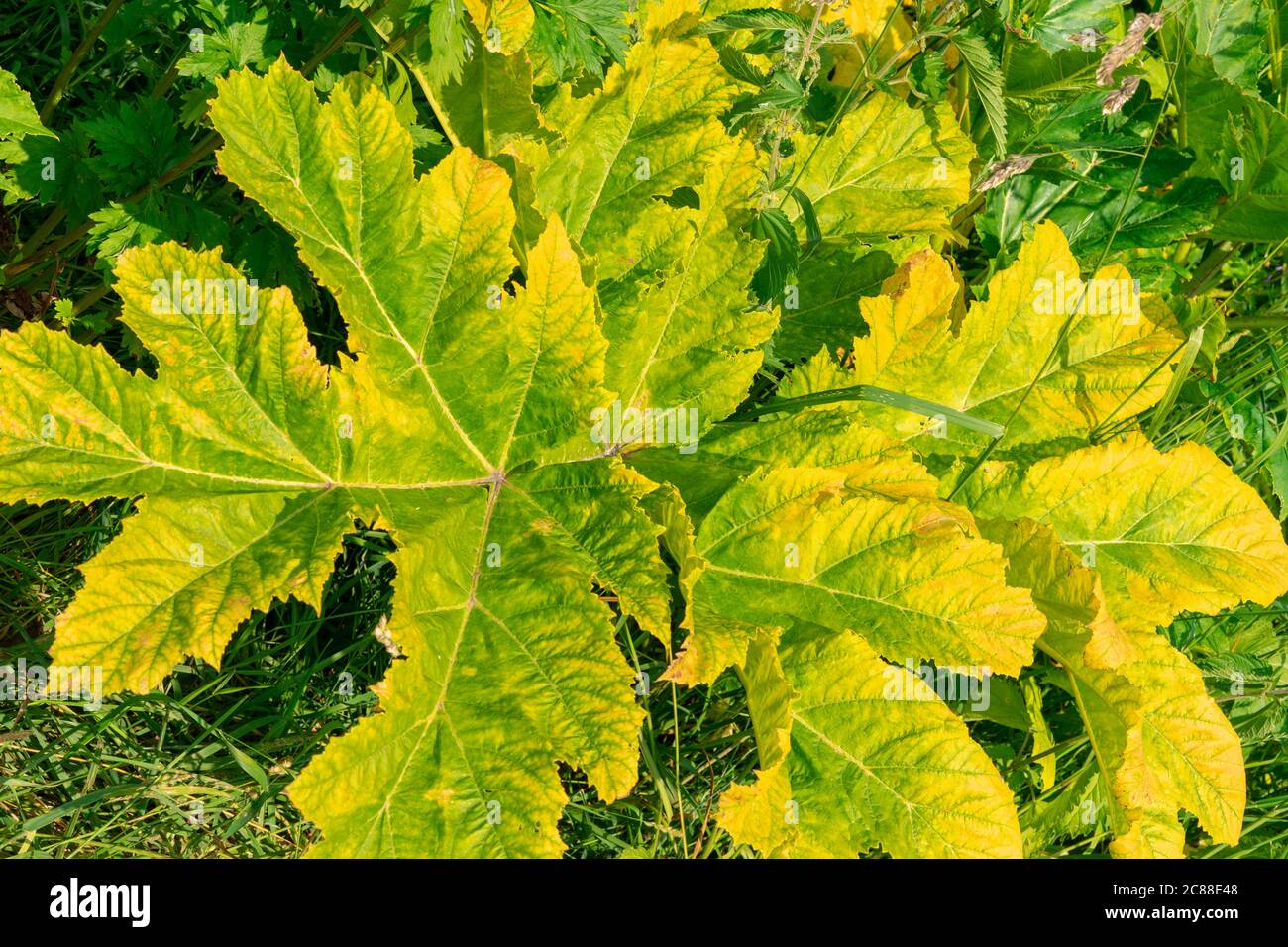 yellowed leaves of poisonous hogweed close-up. dangerous and poisonous ...