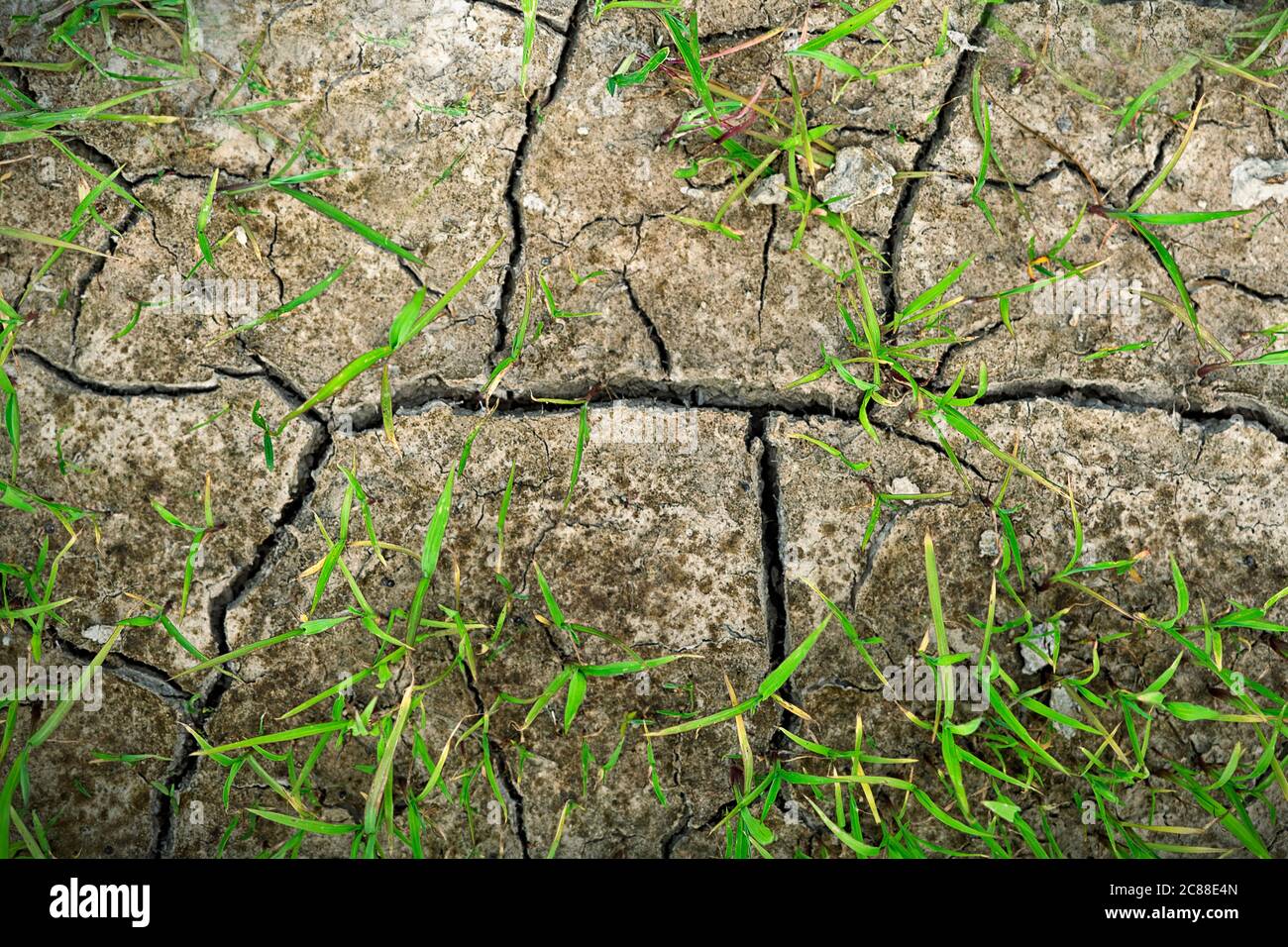 Dry soil texture green hi-res stock photography and images - Alamy
