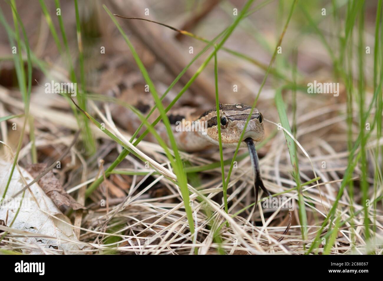 Eastern hognose snake hi-res stock photography and images - Alamy