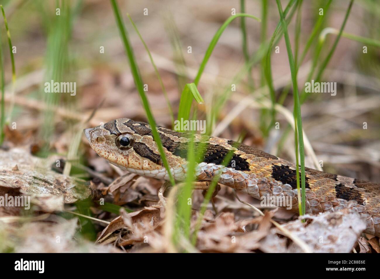 Eastern hognose snake hi-res stock photography and images - Alamy