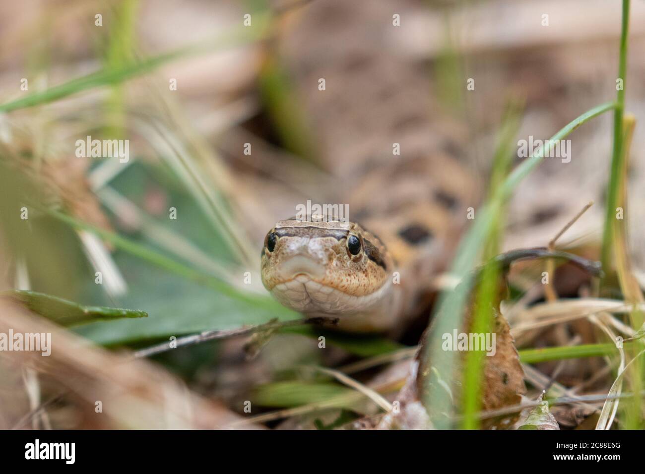 Eastern hognose snake hi-res stock photography and images - Alamy