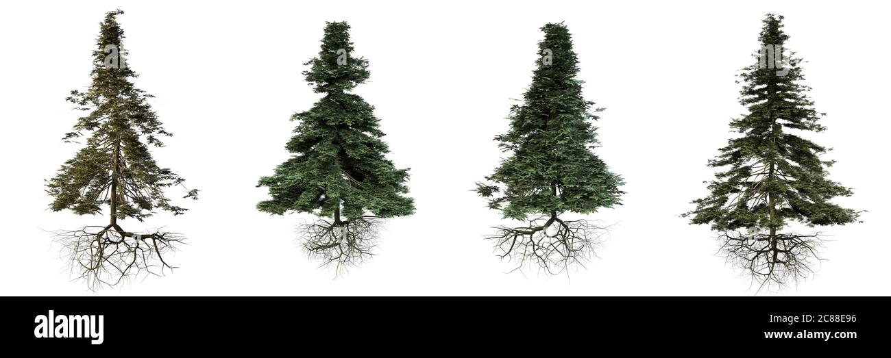 group of conifer trees with roots isolated on white background Stock ...