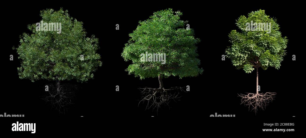 tree set with roots isolated on black background Stock Photo - Alamy