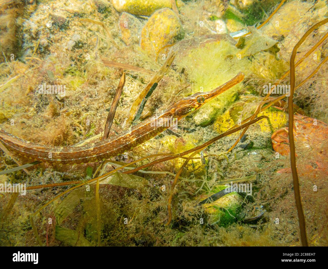 A closeup picture of an Entelurus aequoreus or snake pipefish. Picture ...