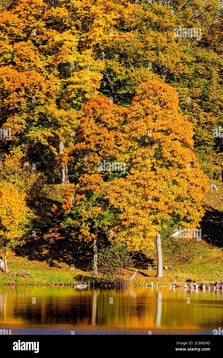 Wooded lakeshore hi-res stock photography and images - Alamy