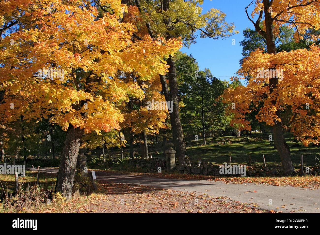 Autumn tree line at the road Stock Photo - Alamy