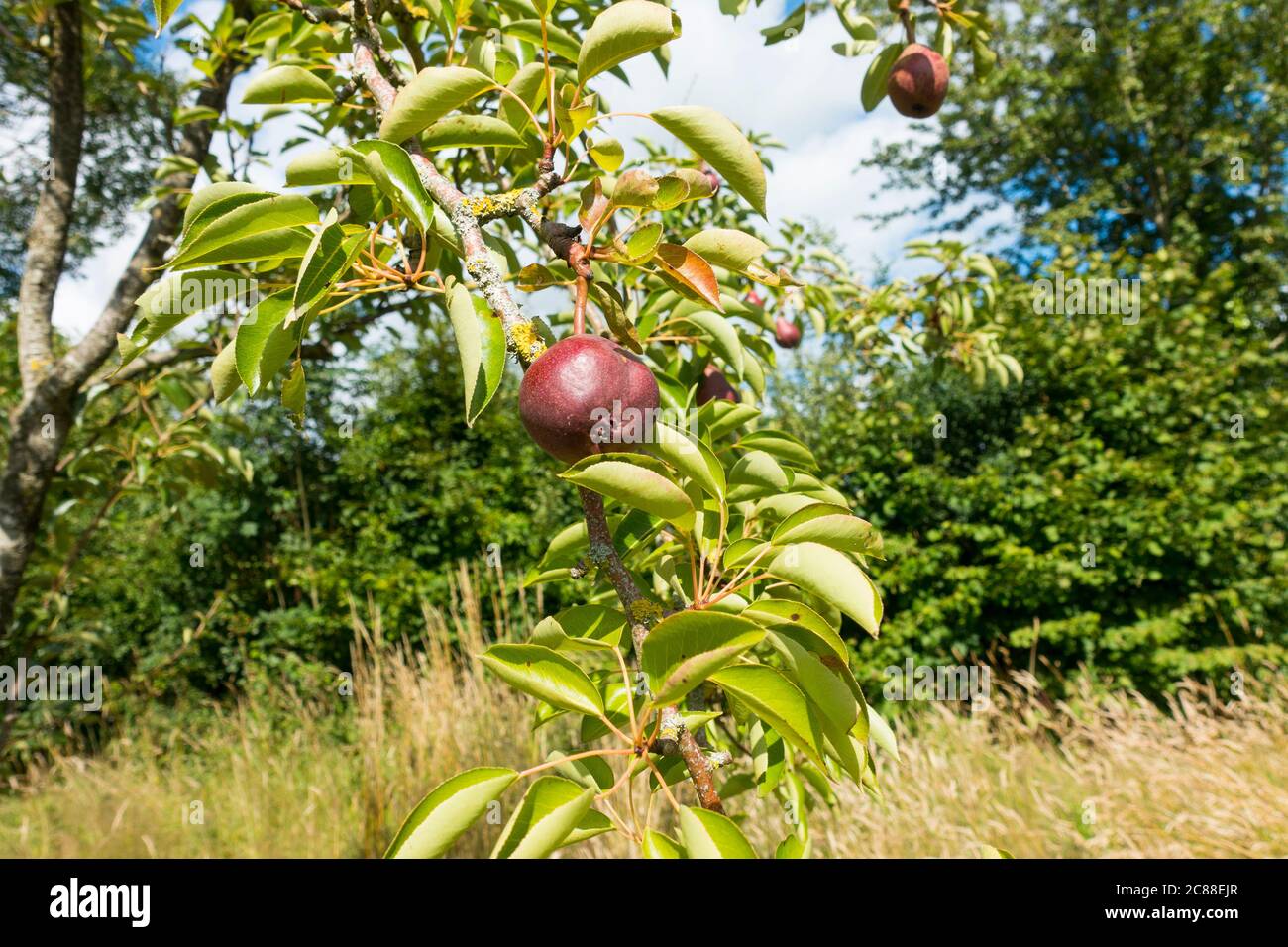 English pears hi-res stock photography and images - Alamy