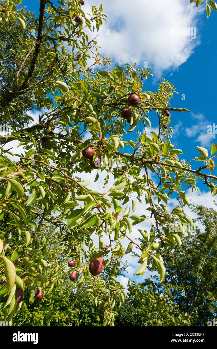 Purple pears hi-res stock photography and images - Alamy