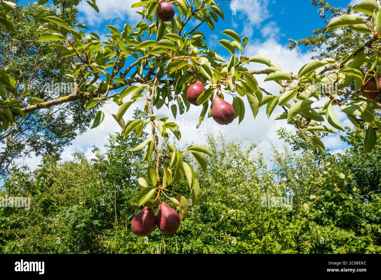 Purple pears (Pyrus communis Sensation) growing in an Orchard in ...