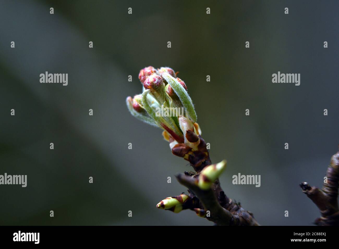 Signs of new life on a pear tree on a day in early spring Stock Photo ...