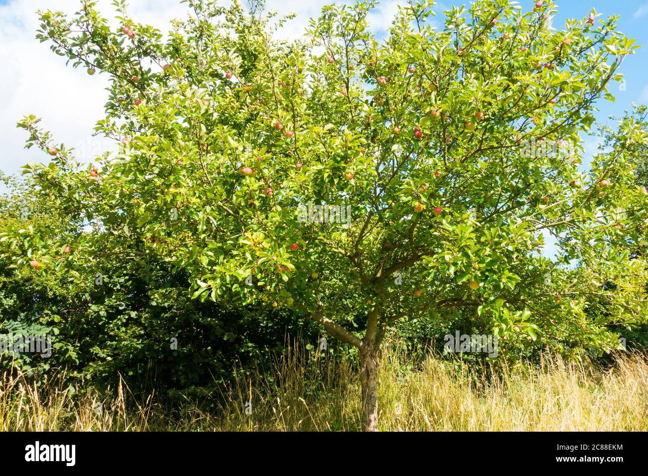 A ripening Apple Tree full of Apples, Somerset, England, UK Stock Photo ...
