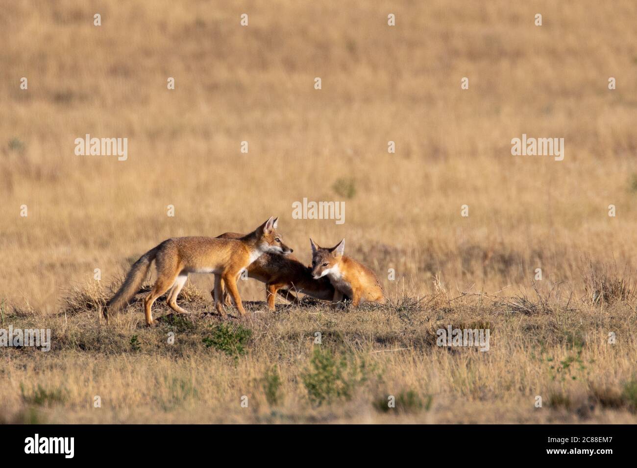 Swift fox hi-res stock photography and images - Alamy