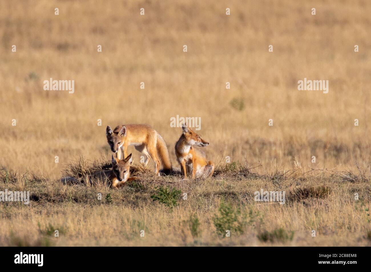 Swift fox hi-res stock photography and images - Alamy
