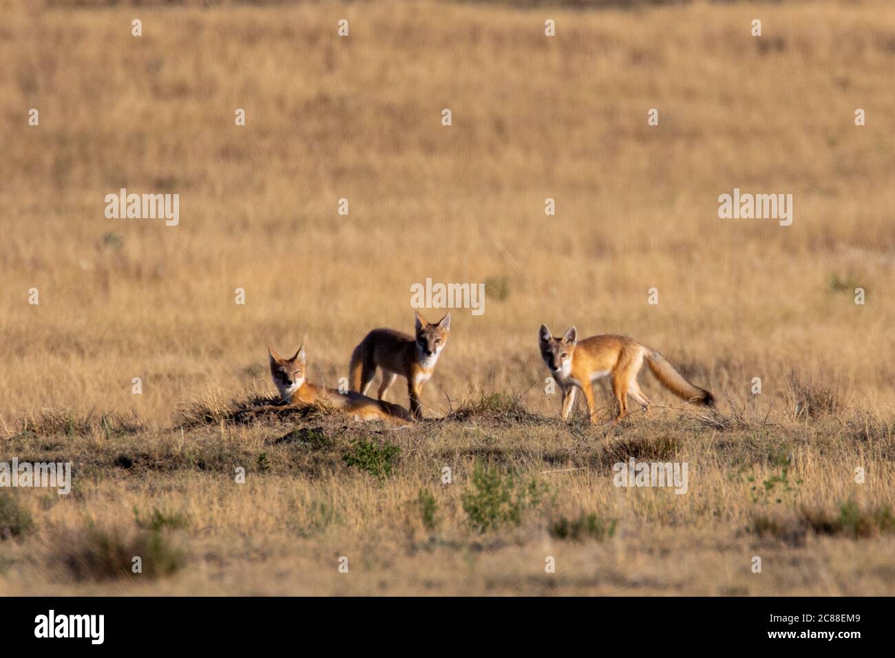 Swift fox hi-res stock photography and images - Alamy