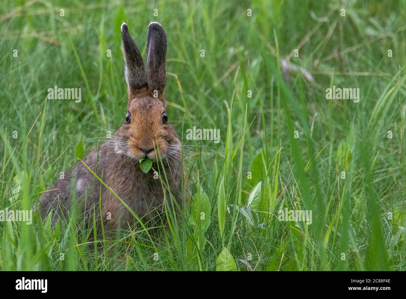 Snowshoe hare hi-res stock photography and images - Alamy