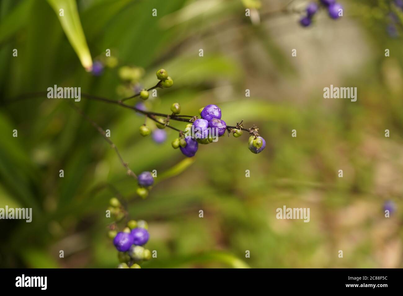 indigo-coloured berries of Dianella caerulea,blue flax-lily, blueberry ...