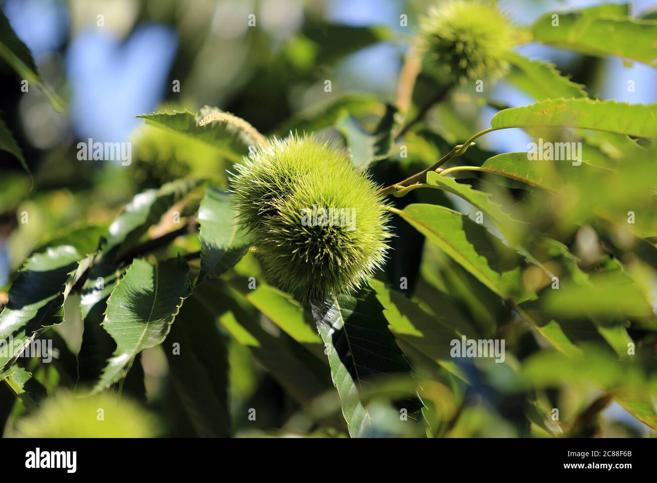 chestnut in the hedgehog on the tree Stock Photo - Alamy