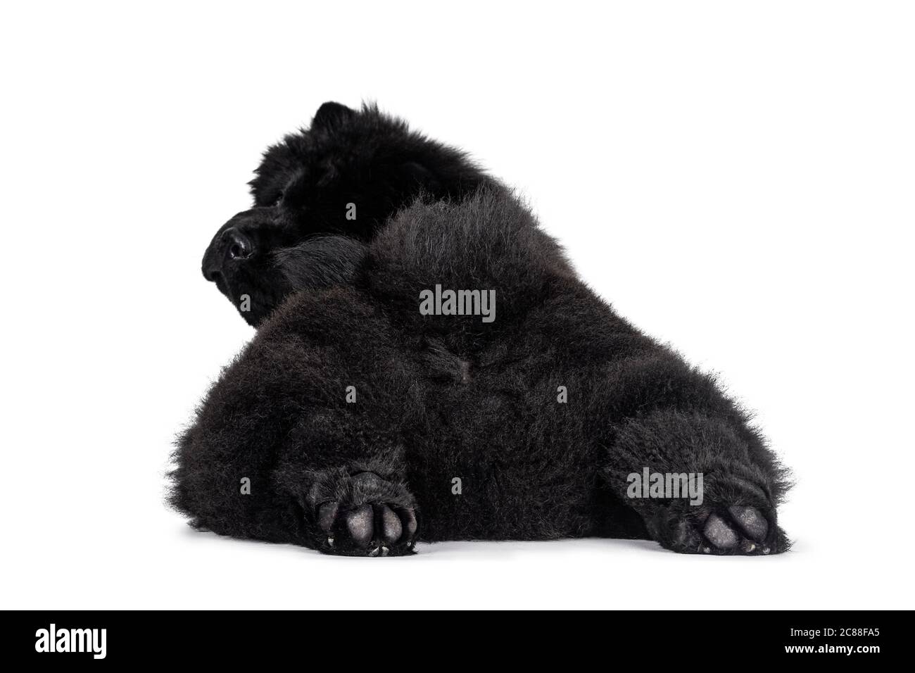 Majestic solid black Chow Chow dog pup, laying down backwards. Looking ...