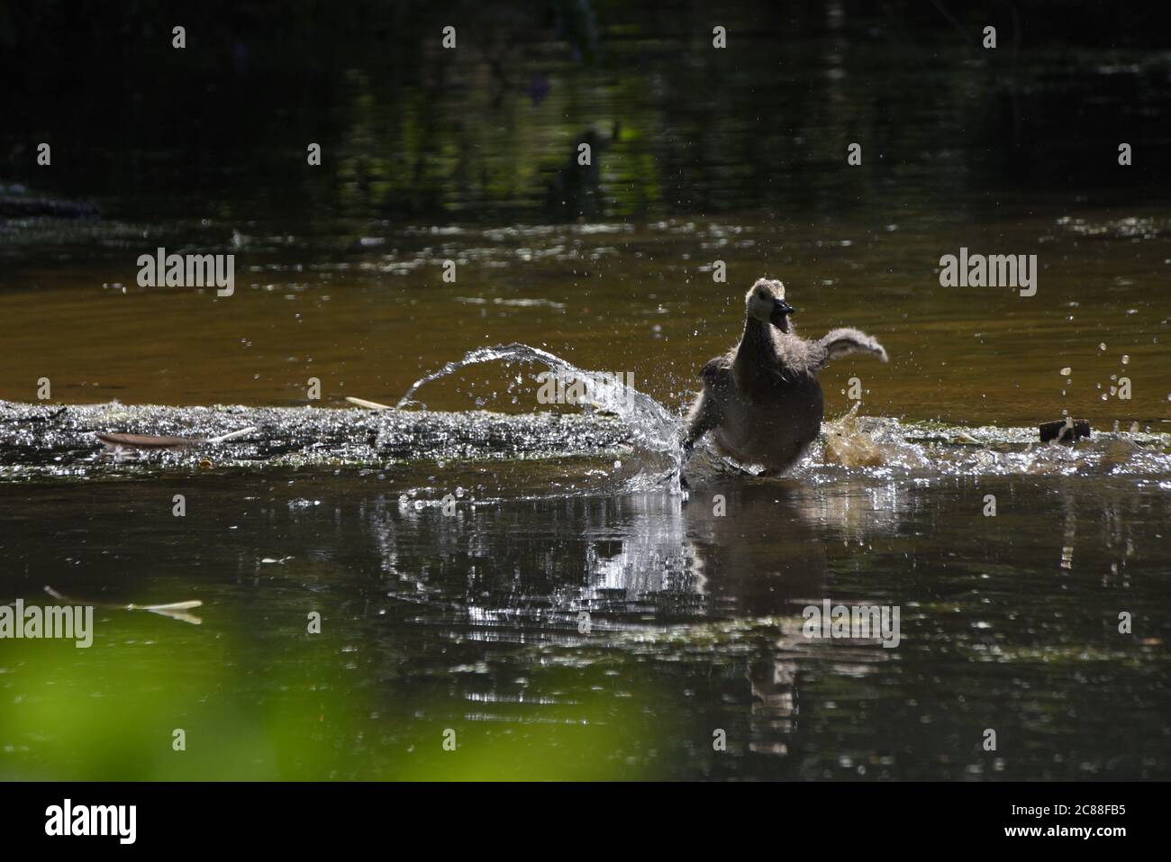 A gosling learning how to flap its wings during a flying lesson in ...