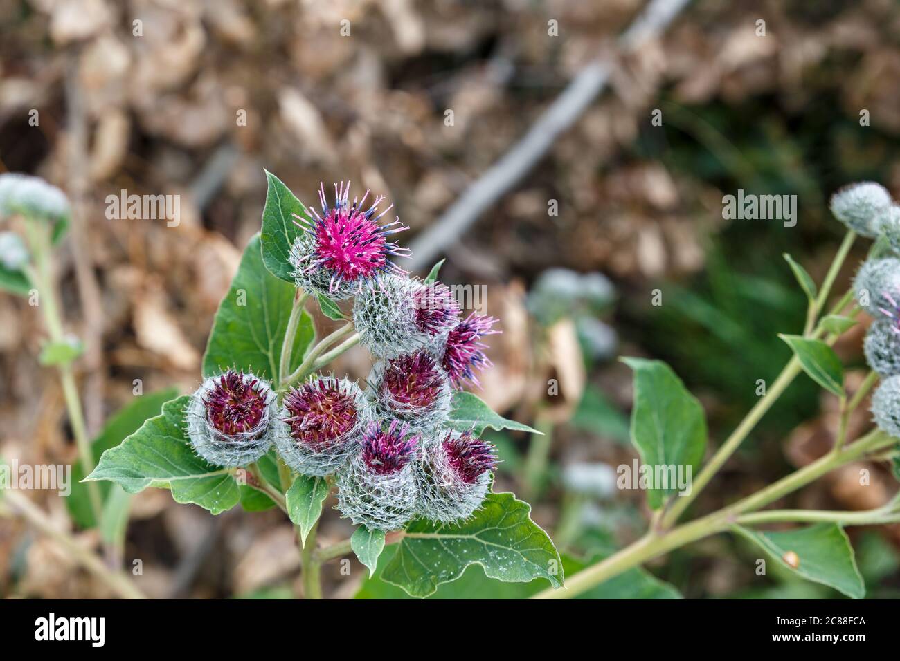Arctium lappa commonly called greater burdock. Blooming medicinal plant ...