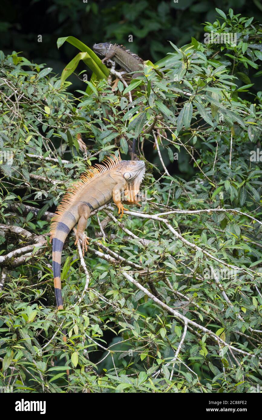 Green iguana (Iguana iguana) male and female perched on tree. Puerto ...
