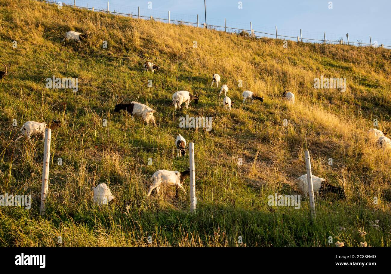 Cromer goats on the side of cliff eating Stock Photo - Alamy