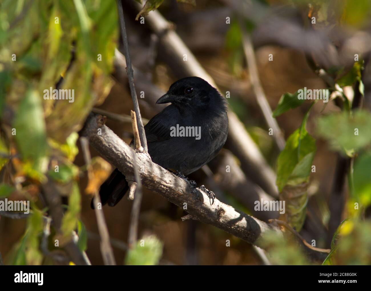 Black boubou group hi-res stock photography and images - Alamy