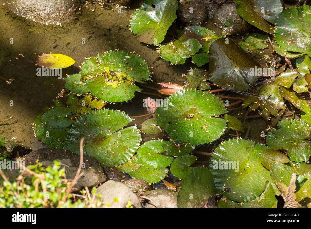Fish in a pond Stock Photo - Alamy