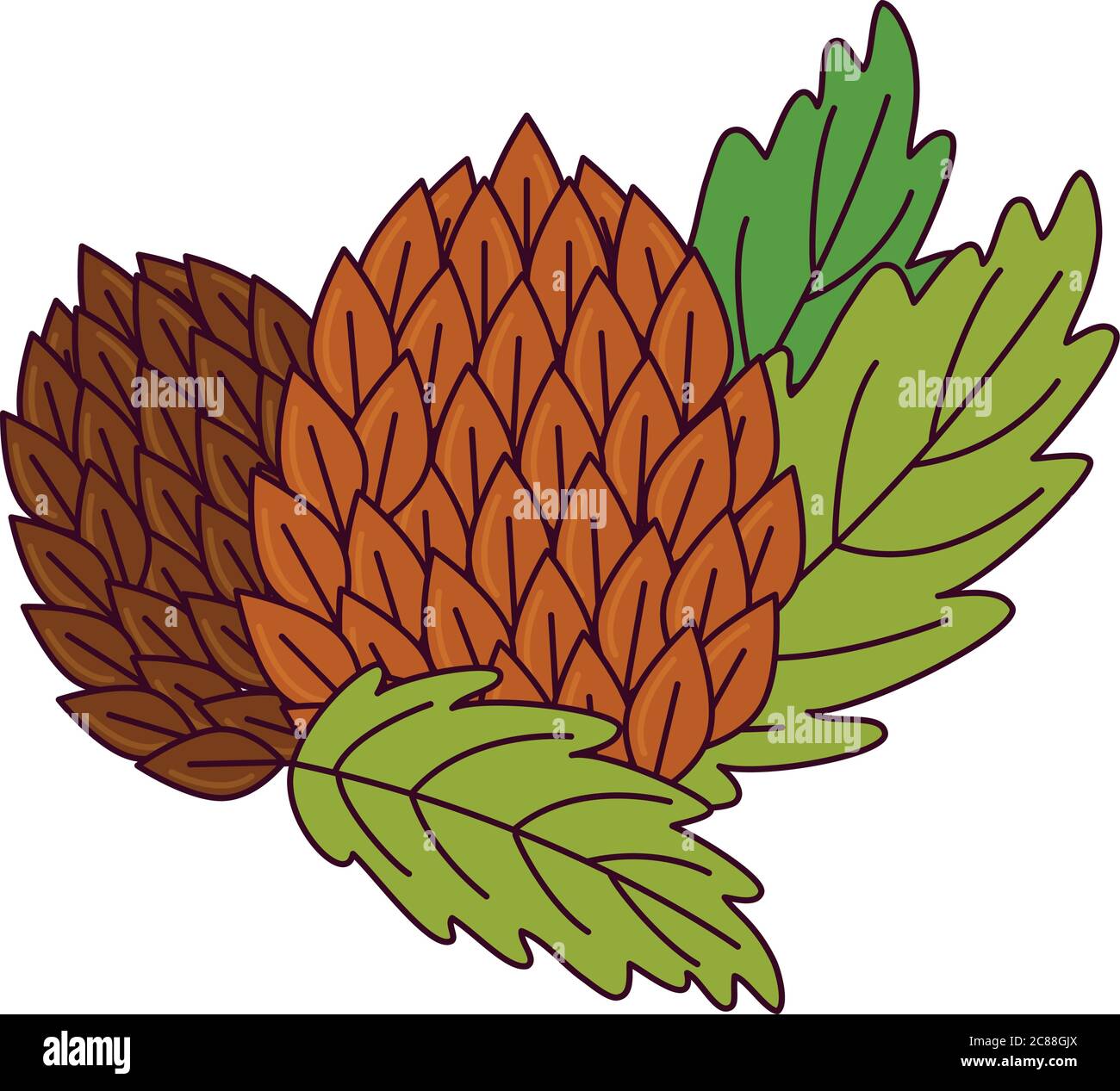 hop seed with leaves on white background Stock Vector Image & Art - Alamy
