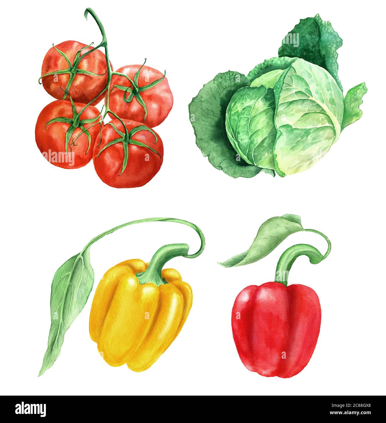 Set of vegetables vintage watercolor botanical illustration Stock Photo ...