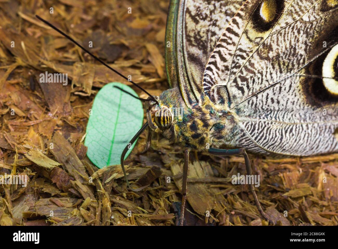 Giant Owl Moth High Resolution Stock Photography and Images - Alamy