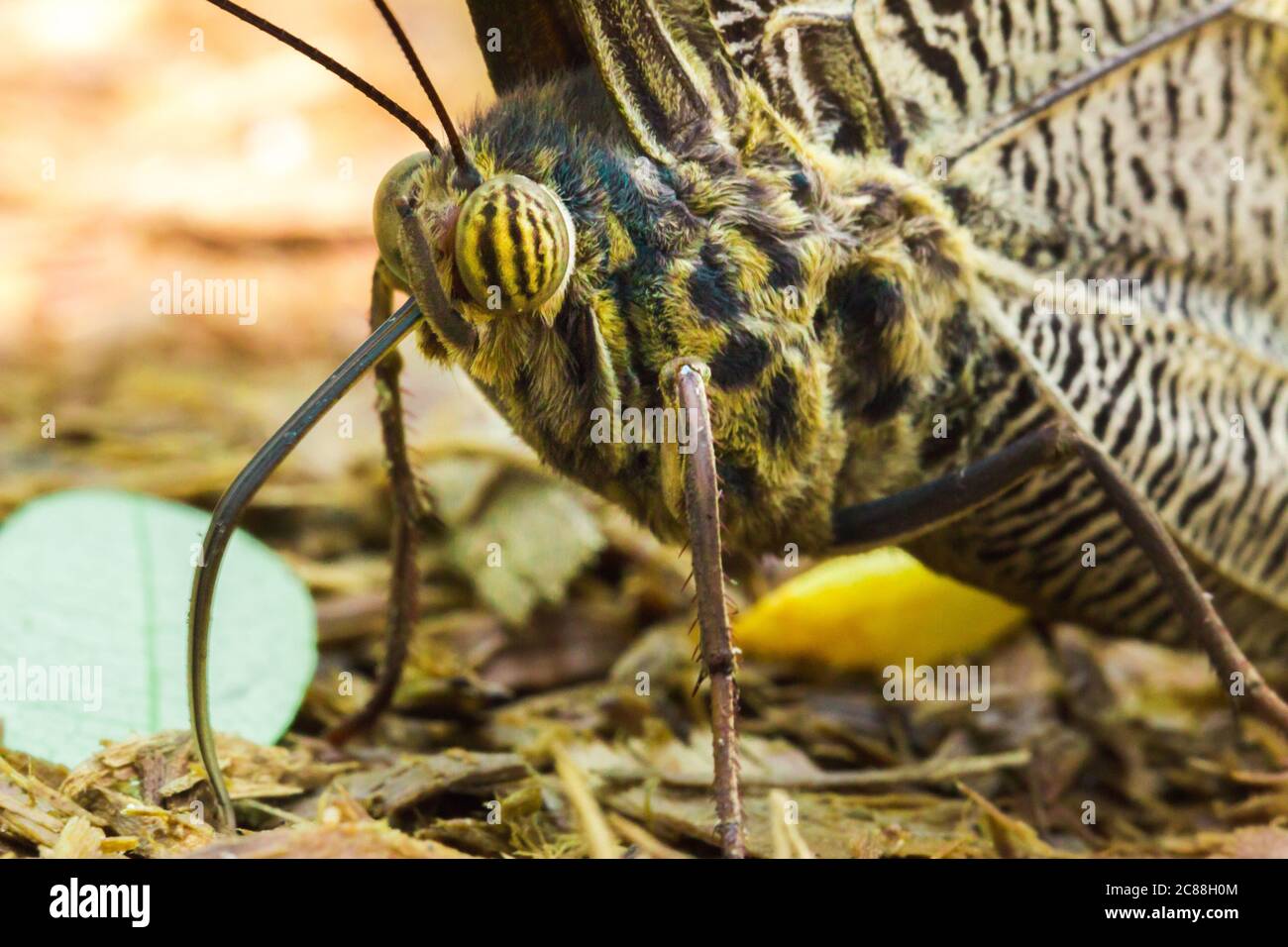 Owl butterfly caligo amazon rainforest hi-res stock photography and ...
