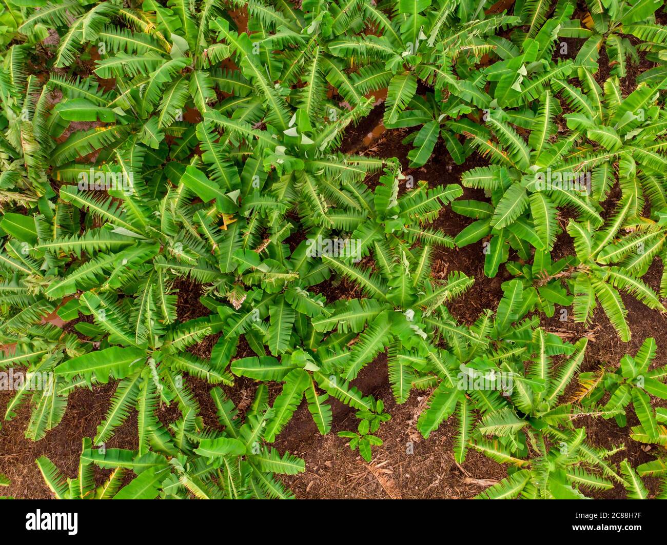 Aerial view perfect green agricultural hi-res stock photography and ...