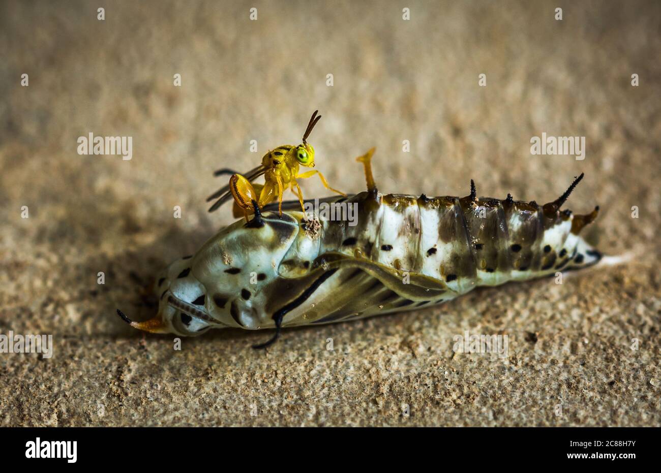 Close up photo of chrysalis hi-res stock photography and images - Alamy