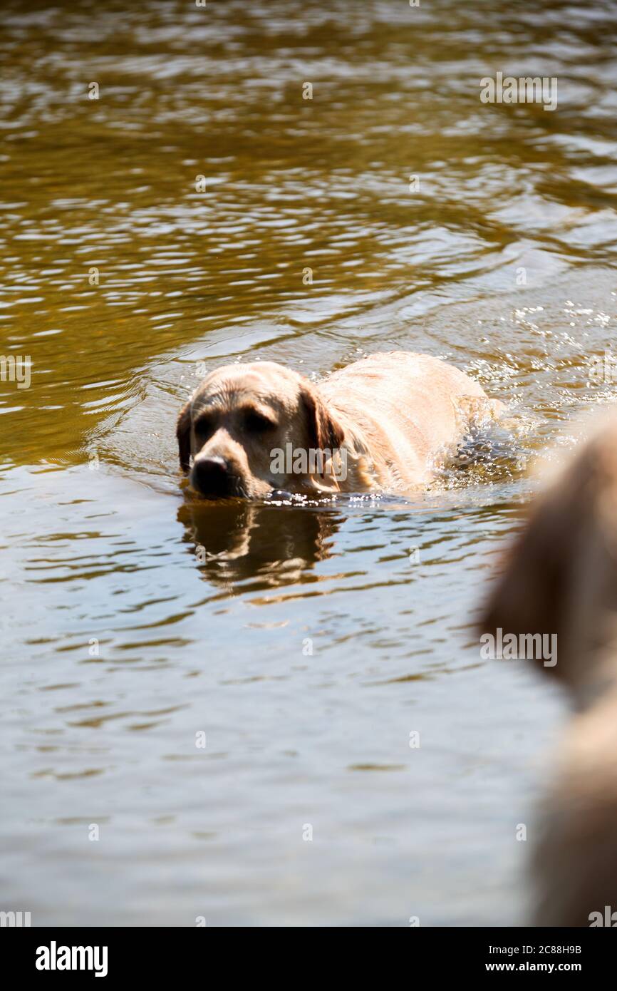 Active, smile and happy purebred labrador retriever dog outdoors in ...