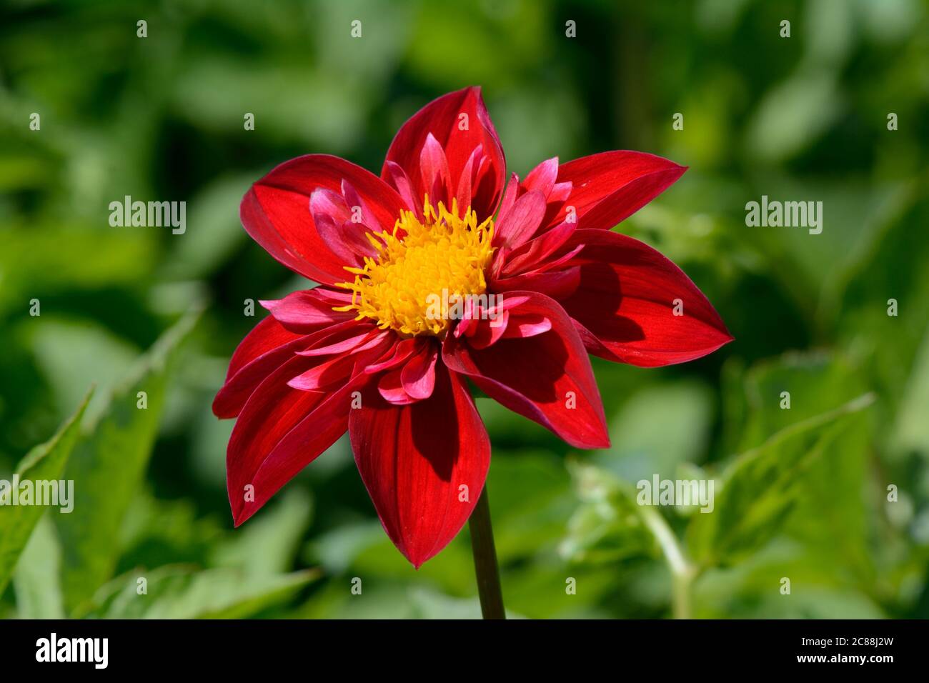 Collarette type dahlia hi-res stock photography and images - Alamy