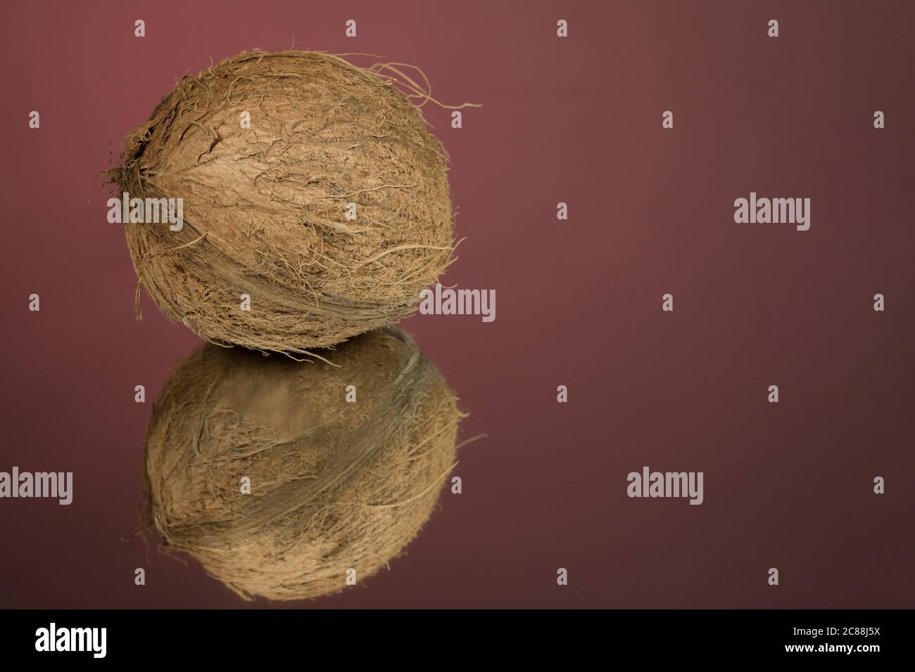 Large shaggy coconut isolated on a red mirror surface with reflection ...
