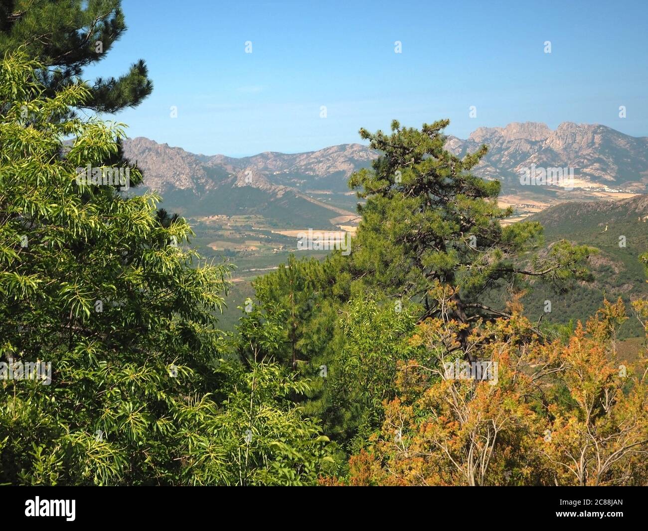 scenery of high mountains corsician alpes with big pine tree juiniper ...