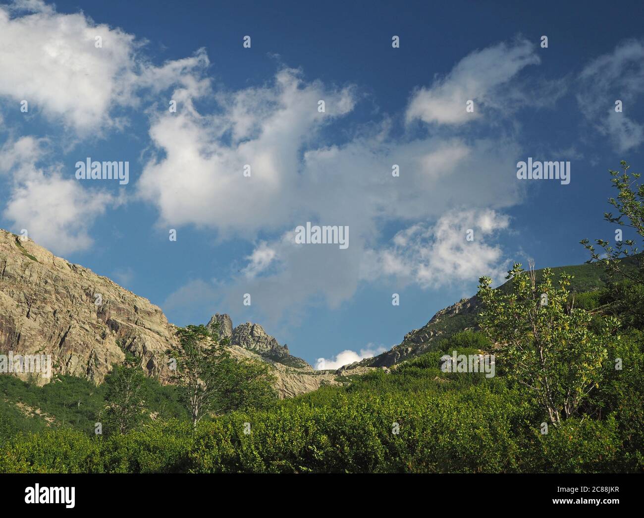 mountain scenery green valley with alder scrub and birches and white ...