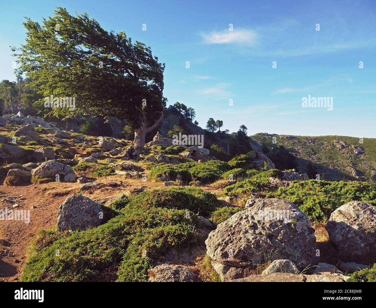 bent green olive tree strange shape and big stones corsician mountains ...